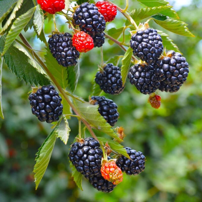 2 Thornless BlackBerry Plants, Arapaho Blackberries Bushes, 5 to 7 Inches Ornaments Perennial Garden Simple to Grow Pot