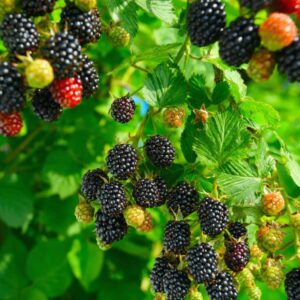 2 Thornless BlackBerry Plants, Arapaho Blackberries Bushes, 5 to 7 Inches Ornaments Perennial Garden Simple to Grow Pot