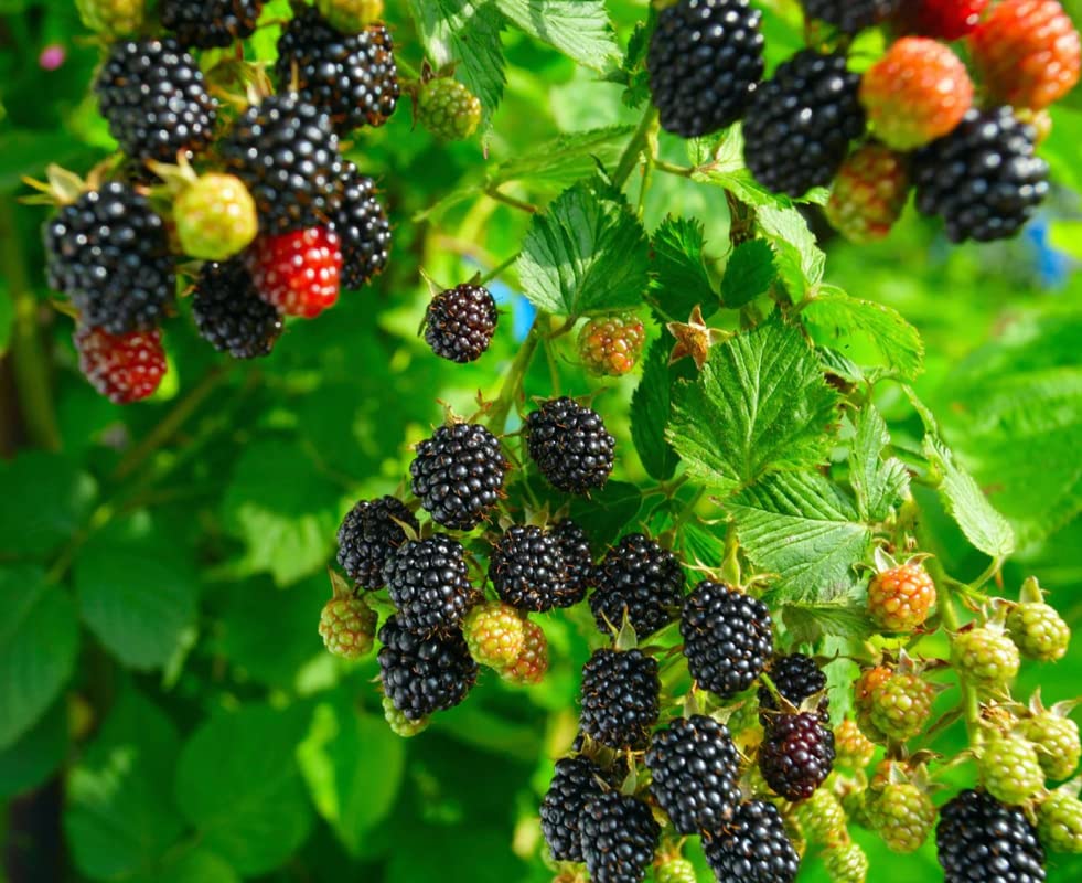 2 Thornless BlackBerry Plants, Arapaho Blackberries Bushes, 5 to 7 Inches Ornaments Perennial Garden Simple to Grow Pot