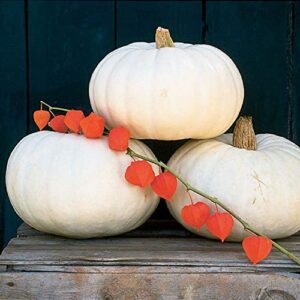 david’s garden seeds pumpkin white valenciano fba-9254 (white) 25 non-gmo, heirloom seeds