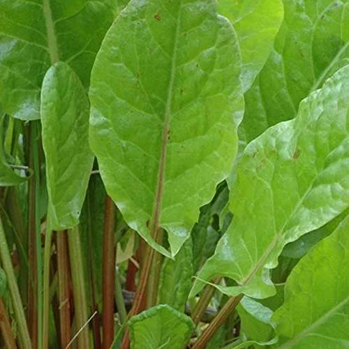 Organic Garden Sorrel - 1 Gram ~1100 Seeds - Heirloom, Organic, Non-GMO, Open Pollinated - Herb Gardening & Microgreens Seeds