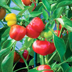 qauzuy garden 25 seeds red manzano chili pepper seeds, capsicum pubescens chile rocoto locoto plant seeds- organic non-gmo vegetable survival gear food seeds