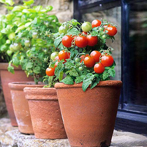 NIKA SEEDS - Vegetable Indoor Dwarf Tomato Santa Claus - 25 Seeds