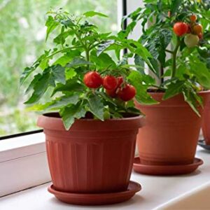 NIKA SEEDS - Vegetable Indoor Dwarf Tomato Santa Claus - 25 Seeds