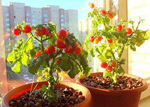 NIKA SEEDS - Vegetable Indoor Dwarf Tomato Santa Claus - 25 Seeds