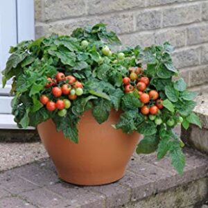 NIKA SEEDS - Vegetable Indoor Dwarf Tomato Santa Claus - 25 Seeds