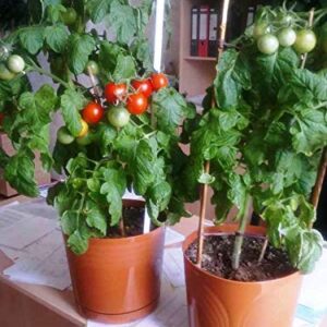 NIKA SEEDS - Vegetable Indoor Dwarf Tomato Santa Claus - 25 Seeds