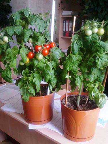 NIKA SEEDS - Vegetable Indoor Dwarf Tomato Santa Claus - 25 Seeds