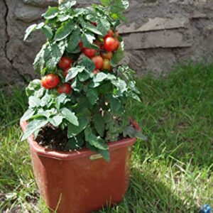 NIKA SEEDS - Vegetable Indoor Dwarf Tomato Santa Claus - 25 Seeds