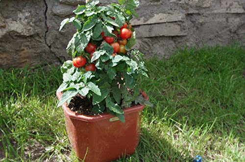 NIKA SEEDS - Vegetable Indoor Dwarf Tomato Santa Claus - 25 Seeds