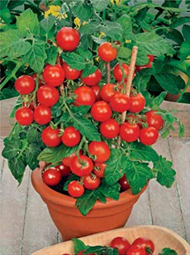 NIKA SEEDS - Vegetable Indoor Dwarf Tomato Santa Claus - 25 Seeds