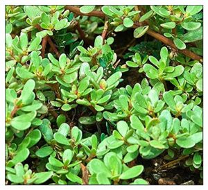 1000 purslane seeds green | non-gmo | fresh garden seeds