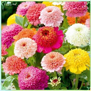 rare flower plant seeds 100+ zinnia seeds – faberge mix