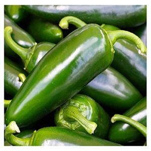 instant latch 100 tam jalapeno pepper seeds | non-gmo | fresh garden seeds