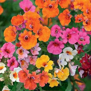 seeds nemesia carnival mix (cape snapdragon) ornamental indoor flower annual garden cut flowers for planting non gmo