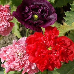 Outsidepride Papaver Peony Poppy Double Mix Garden Cut Flowers Great for Vases, Dried Arrangements - 5000 Seeds