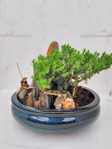 jmbamboo-bonsai- juniper tree zen garden with pool fishman