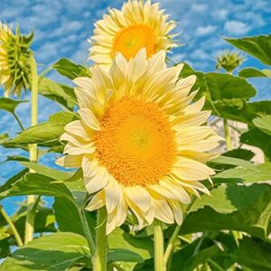 qauzuy garden 25 white sunflower seeds premium helianthus annuus flower seeds, striking exotic flower for home garden office yard decor, easy to grow