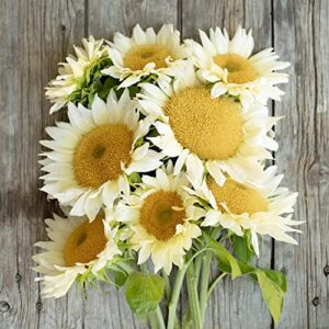 QAUZUY GARDEN 25 White Sunflower Seeds Premium Helianthus Annuus Flower Seeds, Striking Exotic Flower for Home Garden Office Yard Decor, Easy to Grow