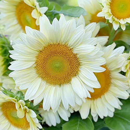 QAUZUY GARDEN 25 White Sunflower Seeds Premium Helianthus Annuus Flower Seeds, Striking Exotic Flower for Home Garden Office Yard Decor, Easy to Grow