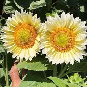 QAUZUY GARDEN 25 White Sunflower Seeds Premium Helianthus Annuus Flower Seeds, Striking Exotic Flower for Home Garden Office Yard Decor, Easy to Grow