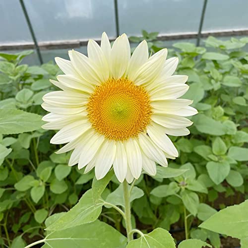 QAUZUY GARDEN 25 White Sunflower Seeds Premium Helianthus Annuus Flower Seeds, Striking Exotic Flower for Home Garden Office Yard Decor, Easy to Grow