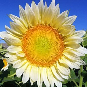 QAUZUY GARDEN 25 White Sunflower Seeds Premium Helianthus Annuus Flower Seeds, Striking Exotic Flower for Home Garden Office Yard Decor, Easy to Grow