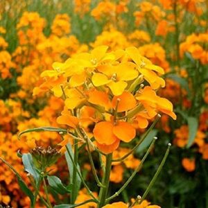 david’s garden seeds flower wallflower siberian fba-2283 (multi) 200 non-gmo, heirloom seeds