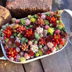 50Pcs / Bag Succulent Seeds Er Seeds Mix Lithops Pseudotruncatella Living Stone Garden Succulents-Seeds Flower : 2