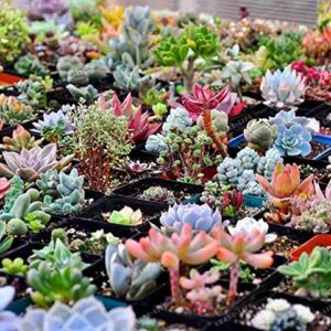 50Pcs / Bag Succulent Seeds Er Seeds Mix Lithops Pseudotruncatella Living Stone Garden Succulents-Seeds Flower : 2