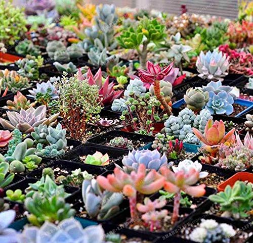 50Pcs / Bag Succulent Seeds Er Seeds Mix Lithops Pseudotruncatella Living Stone Garden Succulents-Seeds Flower : 2