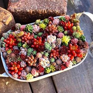 50Pcs / Bag Succulent Seeds Er Seeds Mix Lithops Pseudotruncatella Living Stone Garden Succulents-Seeds Flower : 2