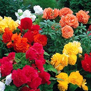 Votaniki Begonia Mix Bulbs - Vibrant Blooms for Indoor and Outdoor Gardens | Flowers Bloom in All Seasons Begonia Bulbs (6 Pack)