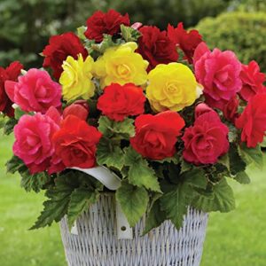 Votaniki Begonia Mix Bulbs - Vibrant Blooms for Indoor and Outdoor Gardens | Flowers Bloom in All Seasons Begonia Bulbs (6 Pack)