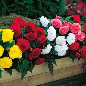 Votaniki Begonia Mix Bulbs - Vibrant Blooms for Indoor and Outdoor Gardens | Flowers Bloom in All Seasons Begonia Bulbs (6 Pack)