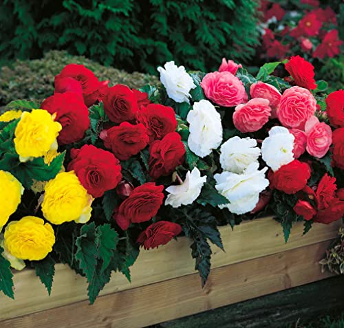 Votaniki Begonia Mix Bulbs - Vibrant Blooms for Indoor and Outdoor Gardens | Flowers Bloom in All Seasons Begonia Bulbs (6 Pack)