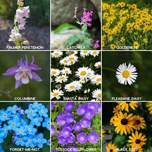 Package of 80,000 Wildflower Seeds - Rocky Mountain Wildflower Mix Seeds Collection - 18 Assorted Varieties of Non-GMO Heirloom Flower Seeds for Planting Including Larkspur, Poppy, Columbine, & Daisy