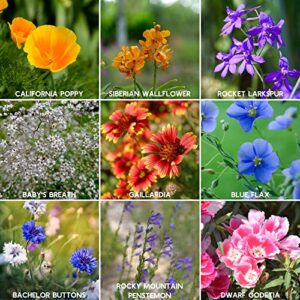 Package of 80,000 Wildflower Seeds - Rocky Mountain Wildflower Mix Seeds Collection - 18 Assorted Varieties of Non-GMO Heirloom Flower Seeds for Planting Including Larkspur, Poppy, Columbine, & Daisy