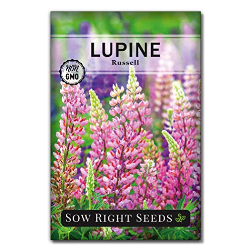 Sow Right Seeds - Russell Lupine Seeds to Plant - Full Instructions for Planting and Growing a Perennial Flower Garden; Non-GMO Heirloom Seeds; Wonderful Gardening Gift (1)