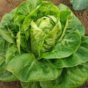 2000 little gem romaine lettuce seeds for planting 4+ grams of seeds non gmo heirloom garden vegetable survival baby greens bulk