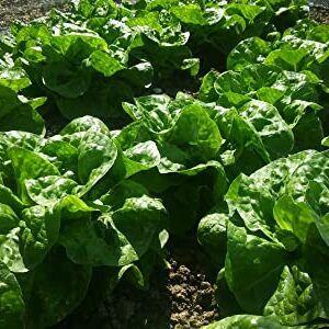 2000 Little Gem Romaine Lettuce Seeds for Planting 4+ Grams of Seeds Non GMO Heirloom Garden Vegetable Survival Baby Greens Bulk