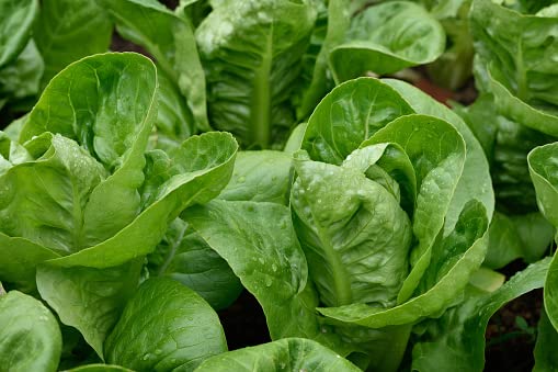 2000 Little Gem Romaine Lettuce Seeds for Planting 4+ Grams of Seeds Non GMO Heirloom Garden Vegetable Survival Baby Greens Bulk