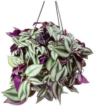 Yunaksea 35 Purple Wandering Jew Cuttings for Growing Indoor, 6 Inc to 8 Inc Tall, Ornaments Perennial Garden Simple to Grow Pot