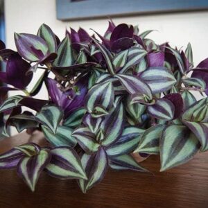 Yunaksea 35 Purple Wandering Jew Cuttings for Growing Indoor, 6 Inc to 8 Inc Tall, Ornaments Perennial Garden Simple to Grow Pot