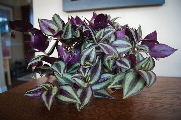 Yunaksea 35 Purple Wandering Jew Cuttings for Growing Indoor, 6 Inc to 8 Inc Tall, Ornaments Perennial Garden Simple to Grow Pot