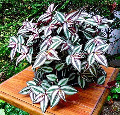 Yunaksea 35 Purple Wandering Jew Cuttings for Growing Indoor, 6 Inc to 8 Inc Tall, Ornaments Perennial Garden Simple to Grow Pot