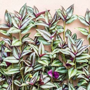 Yunaksea 35 Purple Wandering Jew Cuttings for Growing Indoor, 6 Inc to 8 Inc Tall, Ornaments Perennial Garden Simple to Grow Pot