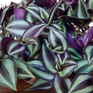 Yunaksea 35 Purple Wandering Jew Cuttings for Growing Indoor, 6 Inc to 8 Inc Tall, Ornaments Perennial Garden Simple to Grow Pot