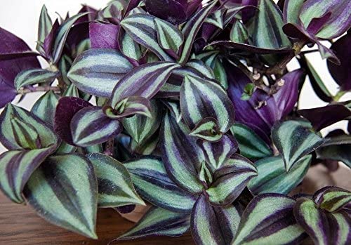 Yunaksea 35 Purple Wandering Jew Cuttings for Growing Indoor, 6 Inc to 8 Inc Tall, Ornaments Perennial Garden Simple to Grow Pot