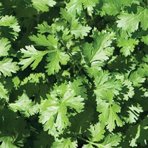 david’s garden seeds herb cilantro calypso 2324 (green) 200 non-gmo, heirloom seeds